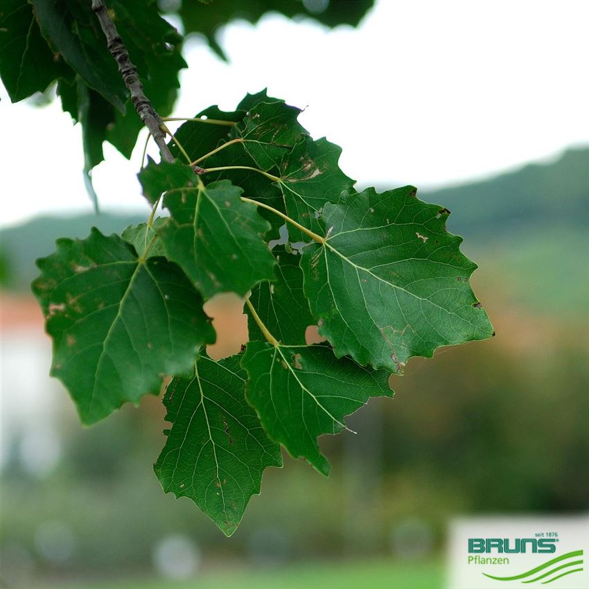 Populus canescens, Grey poplar von Bruns Pflanzen