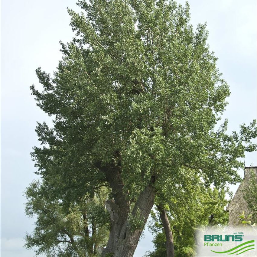 Populus canescens, Grey poplar von Bruns Pflanzen