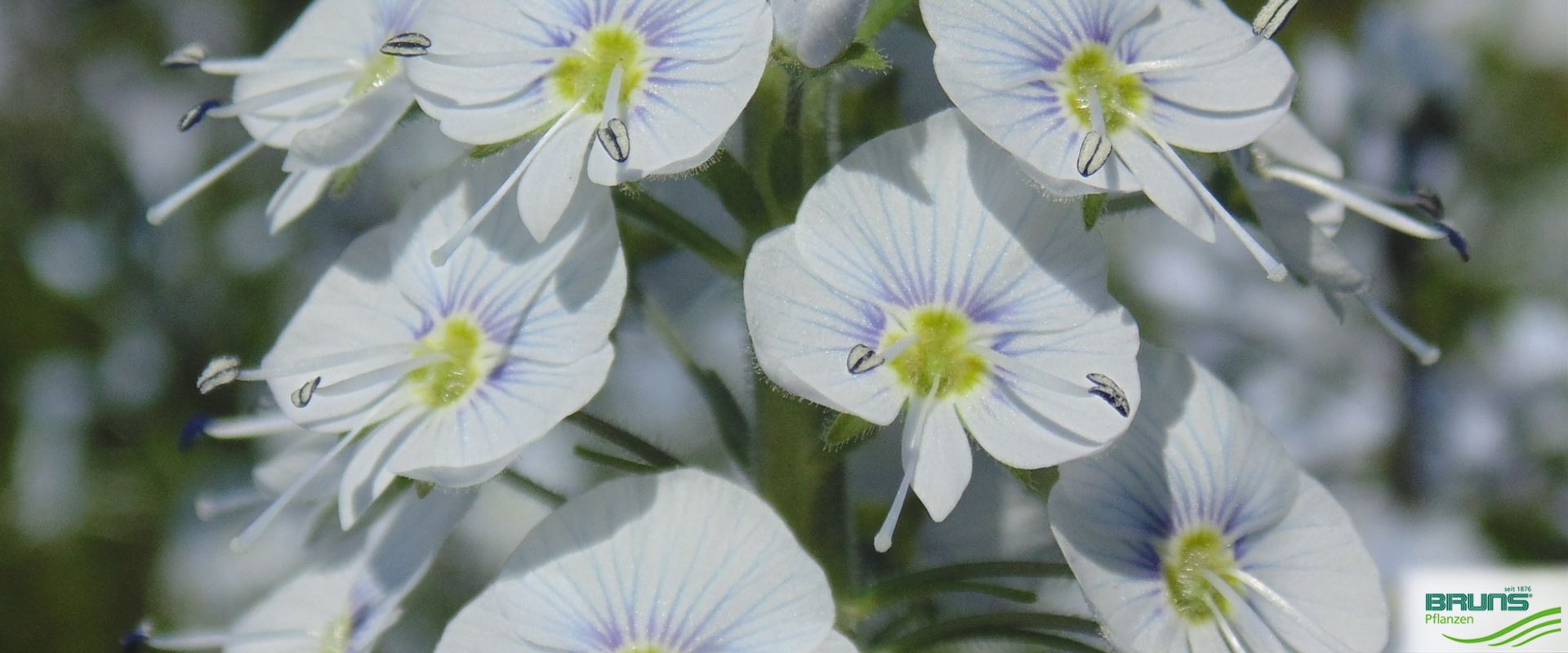 Veronica gentianoides von Bruns Pflanzen