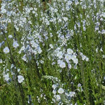 Veronica gentianoides von Bruns Pflanzen