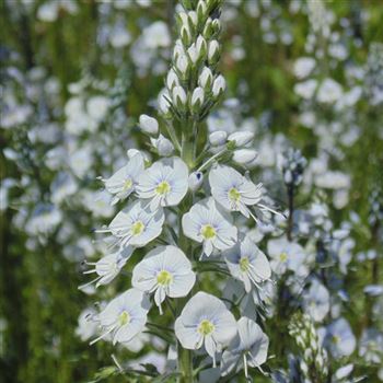 Veronica gentianoides von Bruns Pflanzen