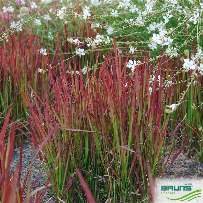 Imperata cylindrica 'Red Baron' von Bruns Pflanzen