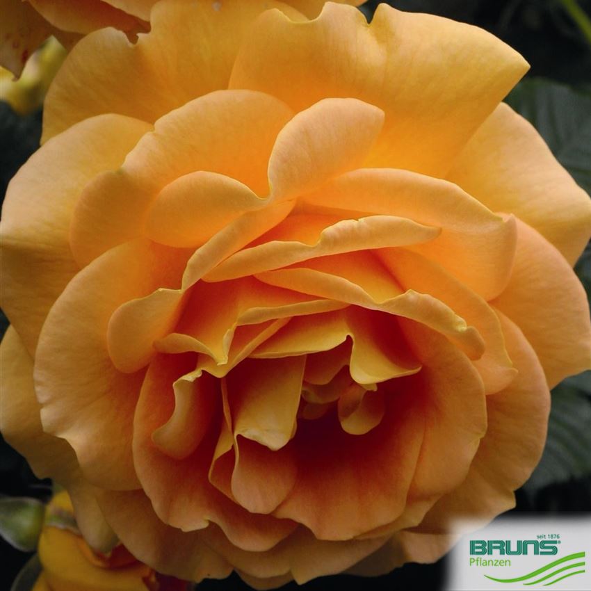 Beetrose 'Goldelse' (R) von Bruns Pflanzen