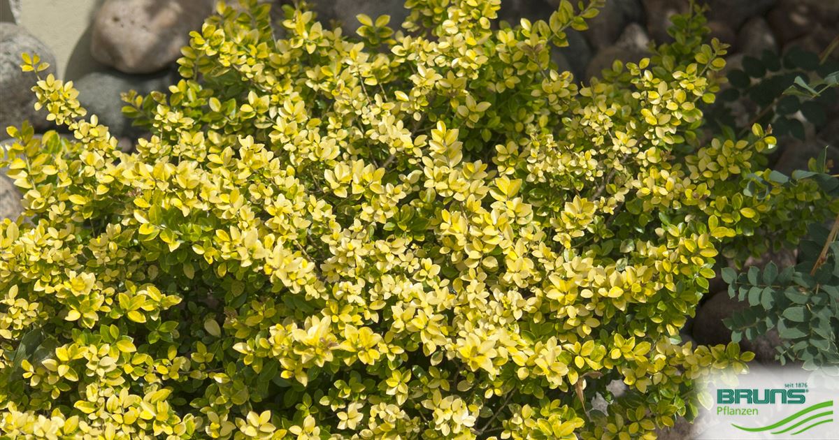 Ilex crenata 'Golden Gem' von Bruns Pflanzen