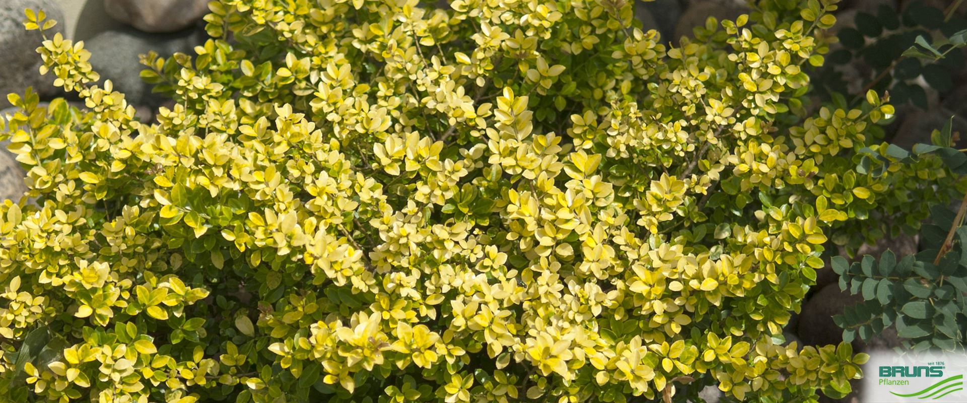 Ilex crenata 'Golden Gem' von Bruns Pflanzen