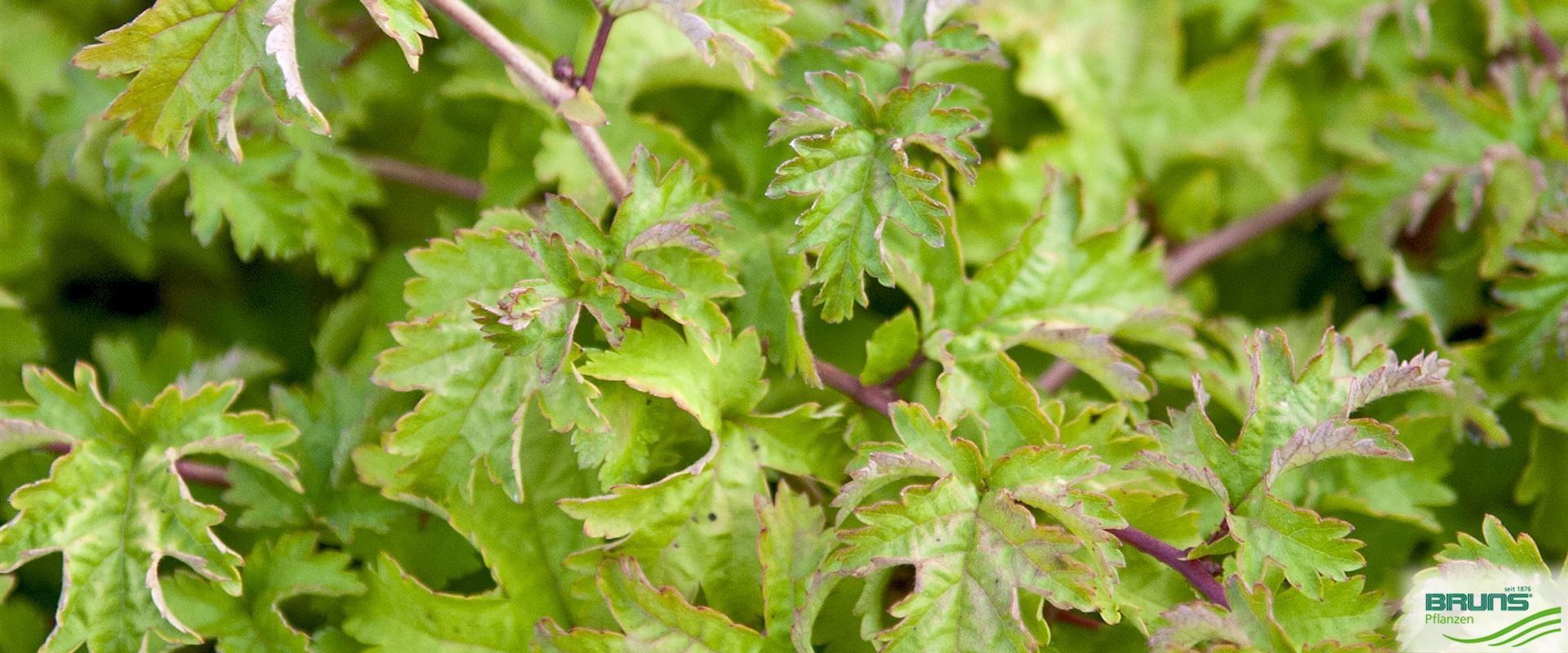 Stephanandra incisa 'Crispa' von Bruns Pflanzen