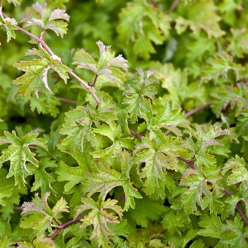 Stephanandra incisa 'Crispa' von Bruns Pflanzen
