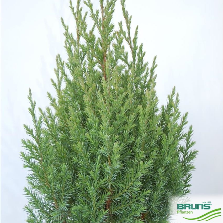 Juniperus chinensis 'Stricta', Chinese juniper von Bruns Pflanzen