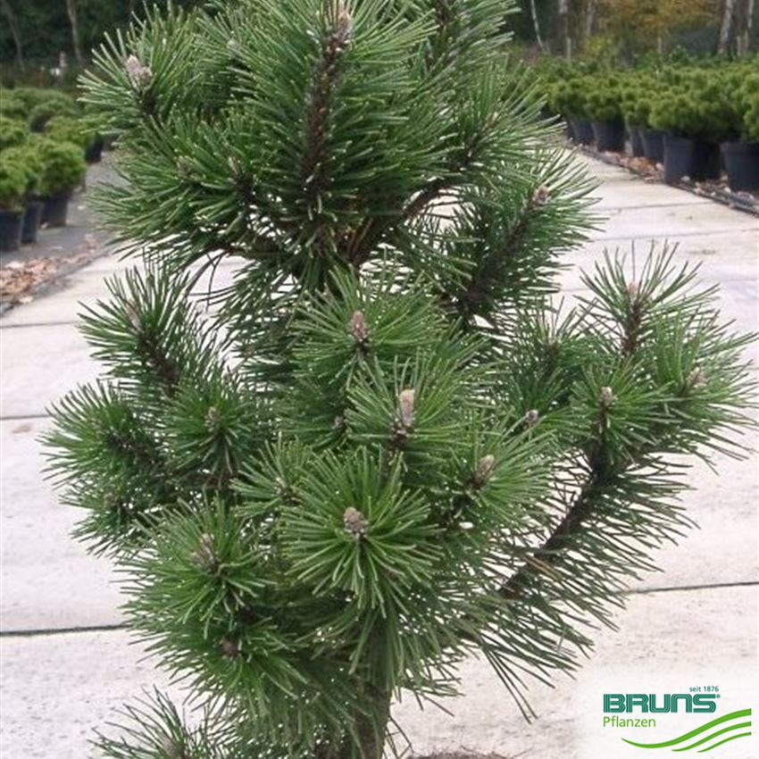 Pinus mugo 'Columnaris' von Bruns Pflanzen