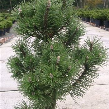 Pinus mugo 'Columnaris' von Bruns Pflanzen