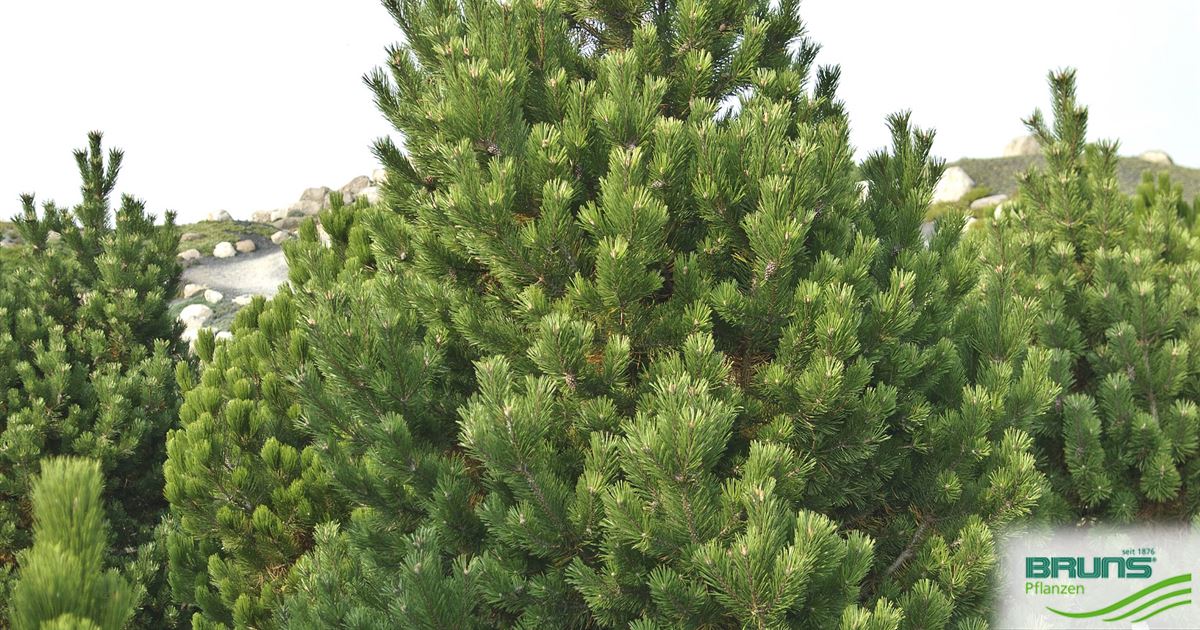 Pinus mugo 'Columnaris' von Bruns Pflanzen