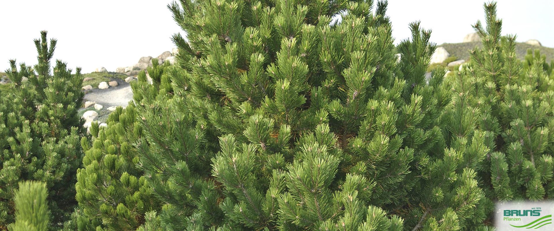 Pinus mugo 'Columnaris' von Bruns Pflanzen