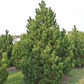 Pinus mugo 'Columnaris' von Bruns Pflanzen