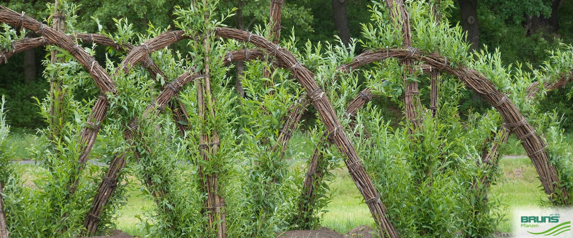 Salix viminalis, Korb-Weide, Hanf-Weide, Elb-Weide, Band-Weide von Bruns Pflanzen