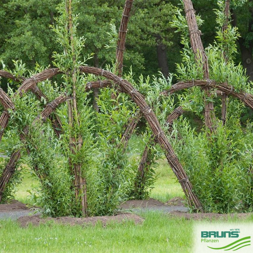 Salix viminalis, Korb-Weide, Hanf-Weide, Elb-Weide, Band-Weide von Bruns Pflanzen