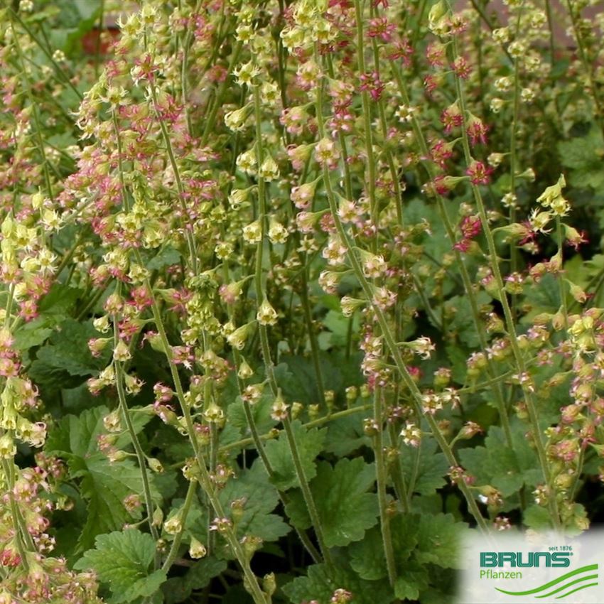 Tellima grandiflora von Bruns Pflanzen