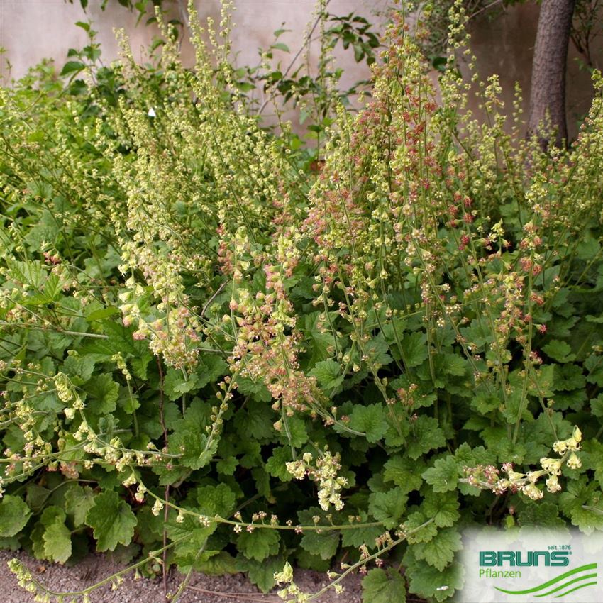 Tellima grandiflora von Bruns Pflanzen
