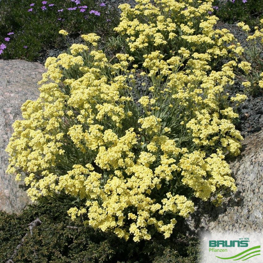 Alyssum saxatile 'Sulphureum' von Bruns Pflanzen