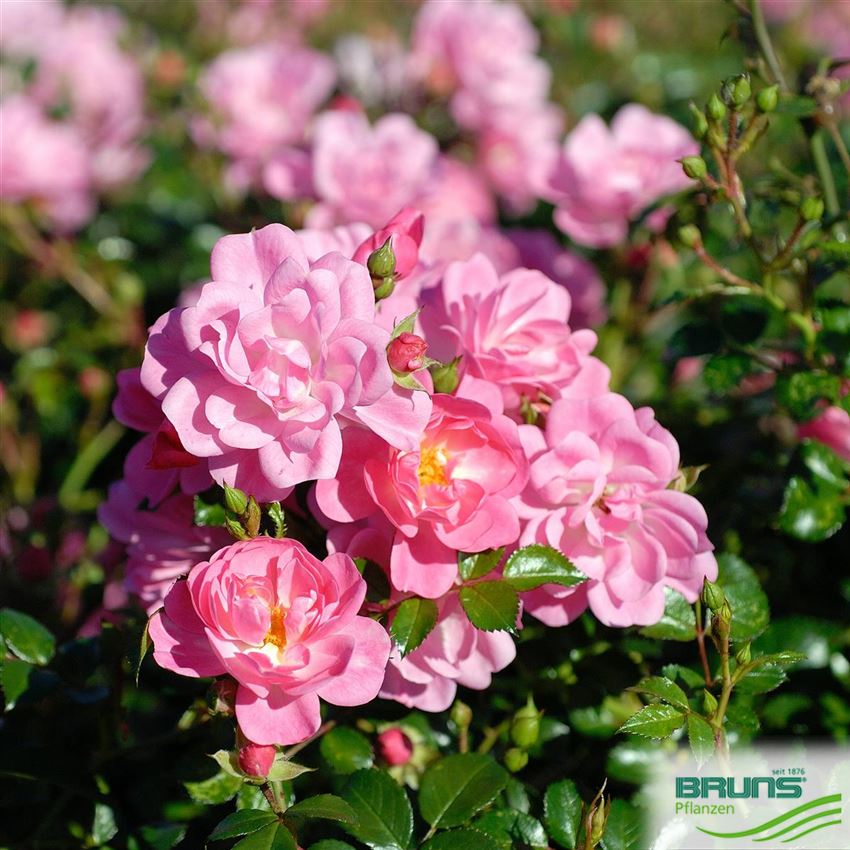 Strauchrose 'Satina' (R) von Bruns Pflanzen