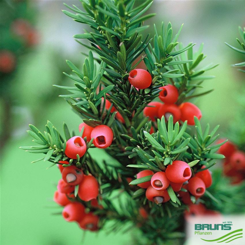 Taxus media 'Hicksii' von Bruns Pflanzen
