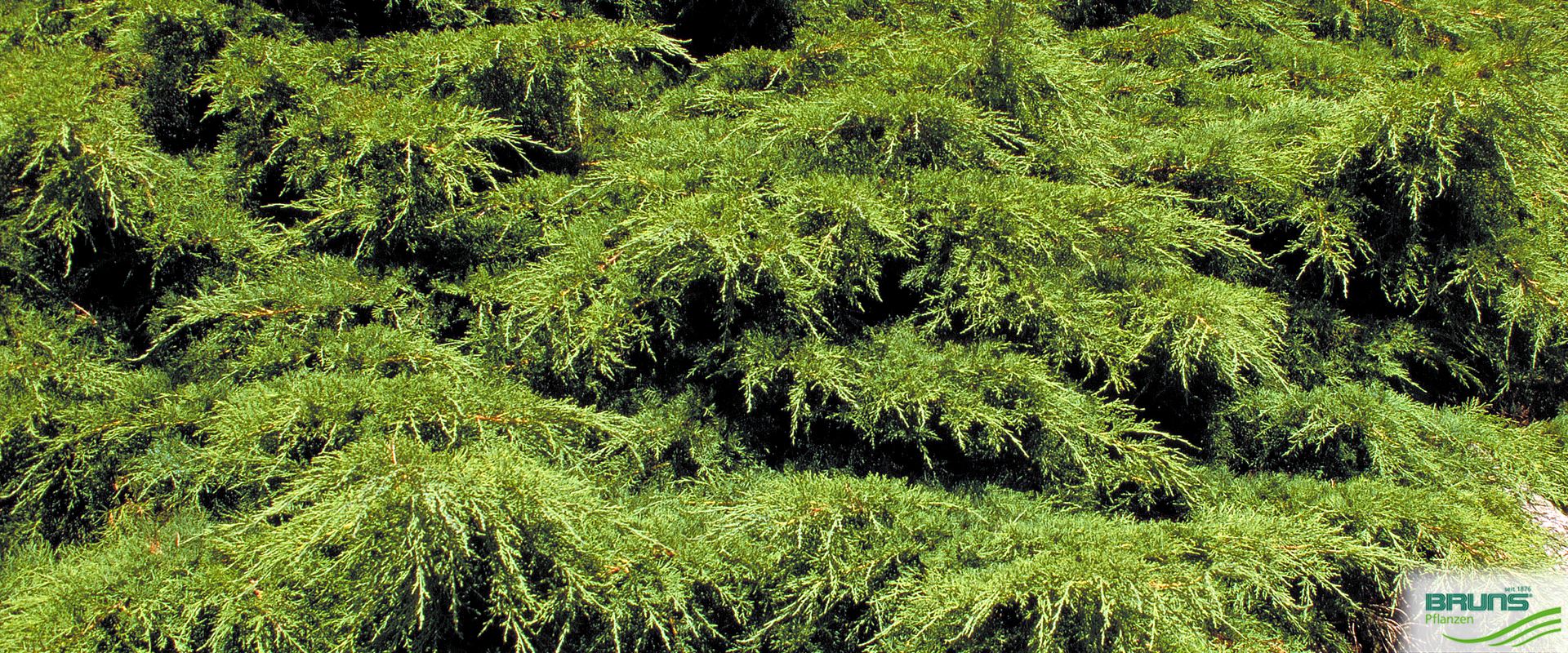 Juniperus media 'Pfitzeriana', Grüner Pfitzer-Wacholder von Bruns Pflanzen
