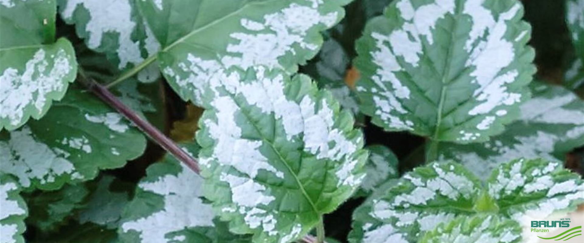 Lamium galeobdolon 'Florentinum' von Bruns Pflanzen