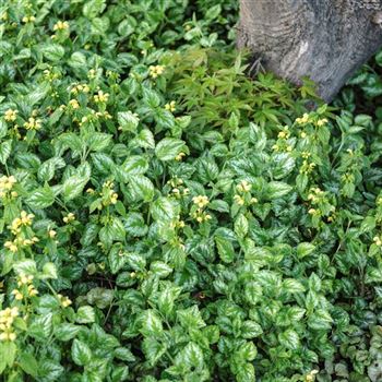Lamium galeobdolon 'Florentinum' von Bruns Pflanzen