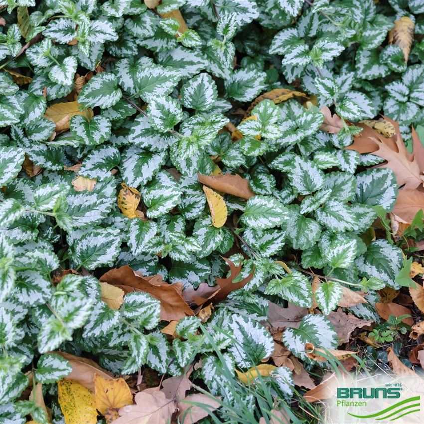 Lamium galeobdolon 'Florentinum' von Bruns Pflanzen