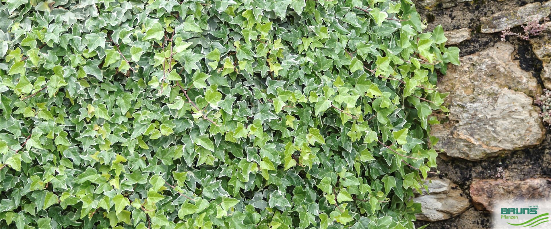 Hedera helix 'Glacier' von Bruns Pflanzen