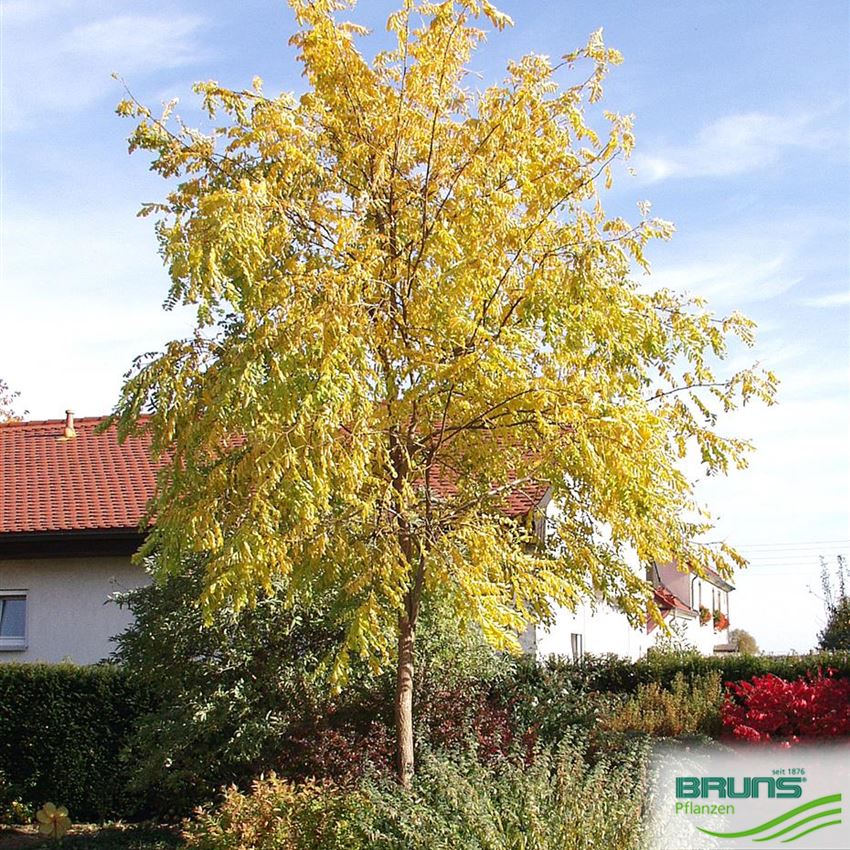 Robinia pseudoacacia 'Frisia', Gold-Robinie von Bruns Pflanzen