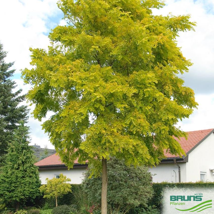 Robinia pseudoacacia 'Frisia', Gold-Robinie von Bruns Pflanzen