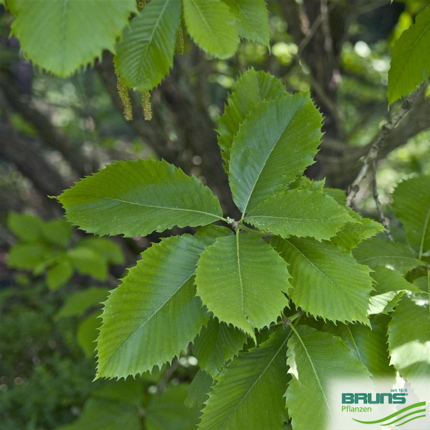 Quercus pontica, Pontische Eiche, Armenische Eiche von Bruns Pflanzen