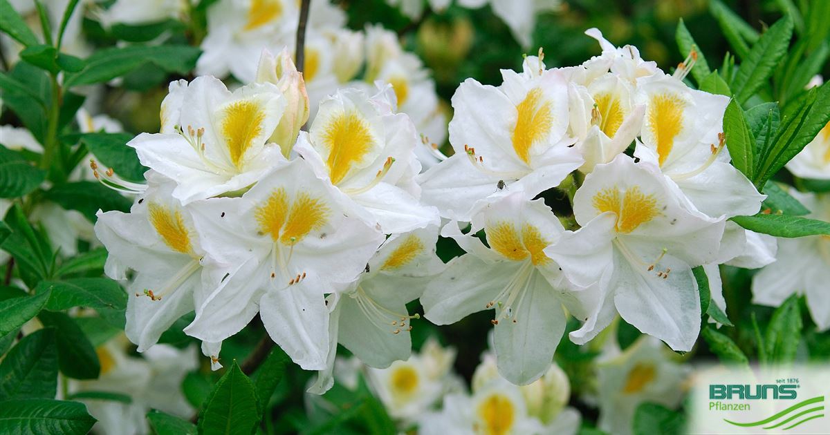 Azalea Knap-Hill 'Persil' von Bruns Pflanzen