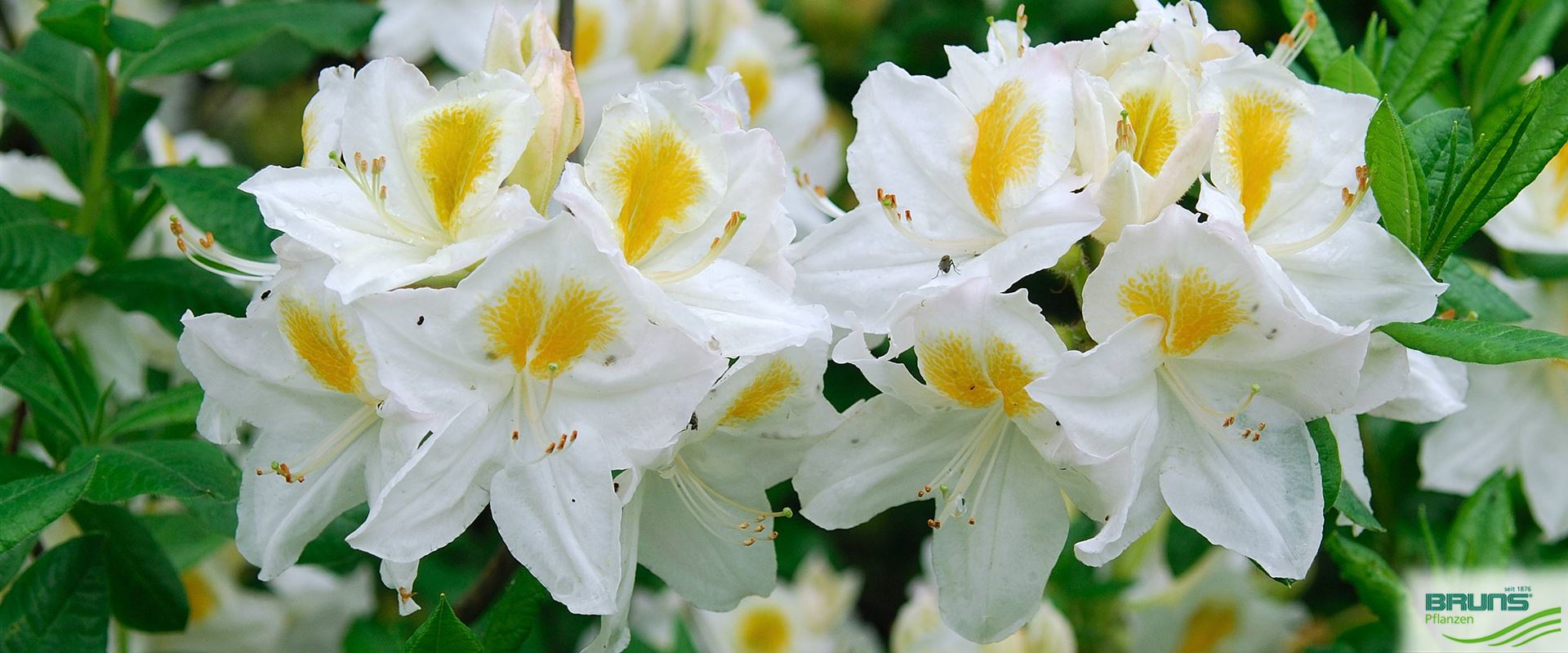 Azalea Knap-Hill 'Persil' von Bruns Pflanzen