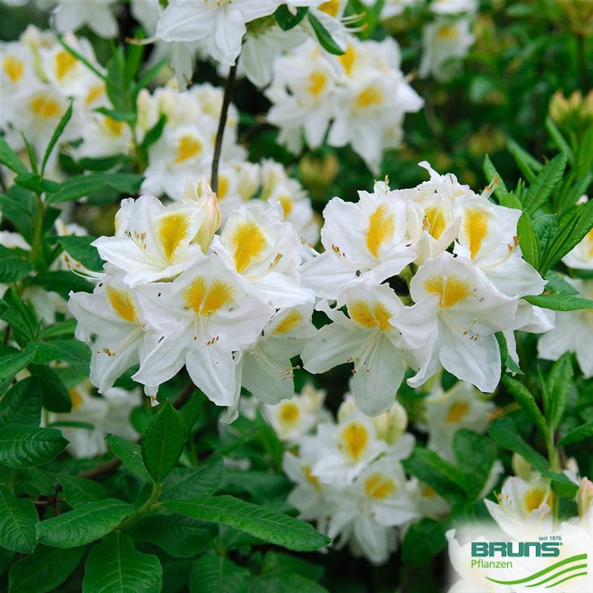 Azalea Knap-Hill 'Persil' von Bruns Pflanzen