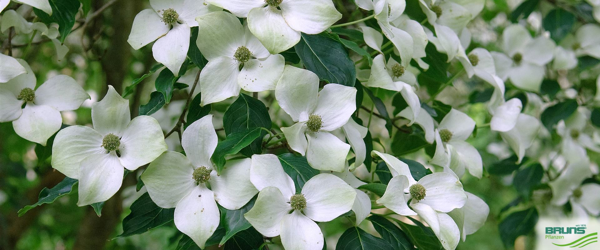 Cornus kousa var. chinensis von Bruns Pflanzen