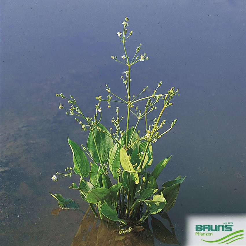 Alisma Plantago Aquatica