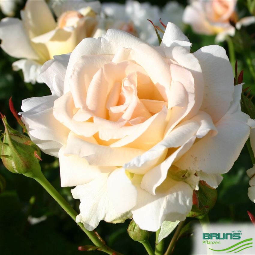 Edelrose 'Marie-Luise Marjan' (R) von Bruns Pflanzen