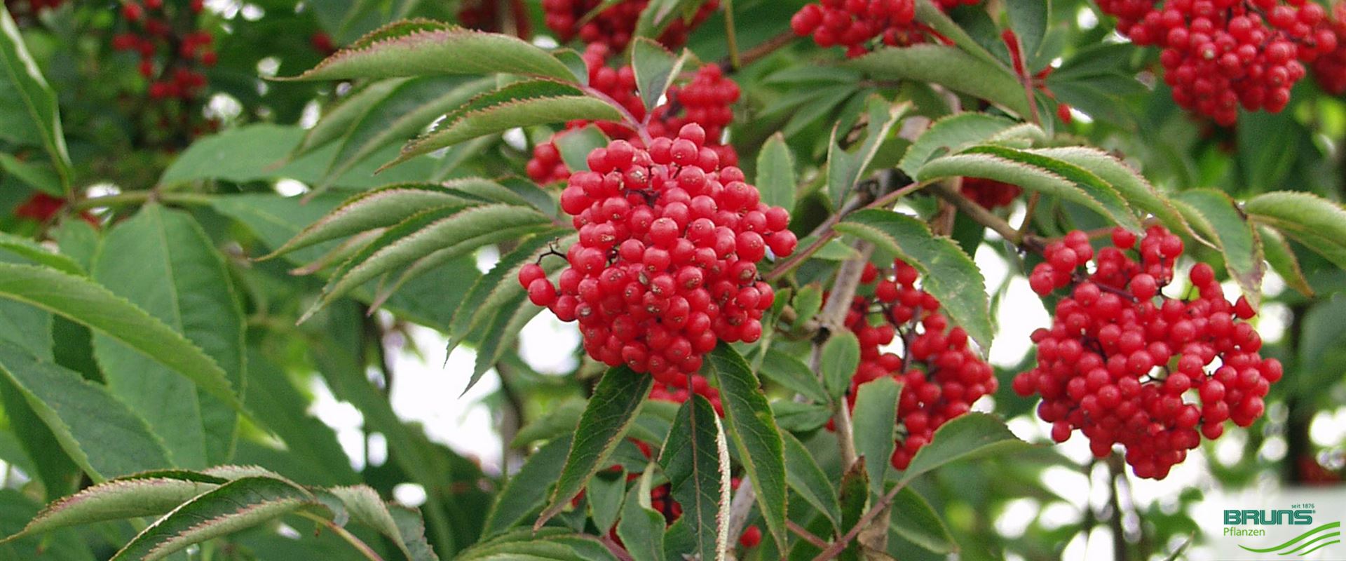 Sambucus racemosa, Trauben-Holunder, Hirsch-Holunder, Roter Holunder ...