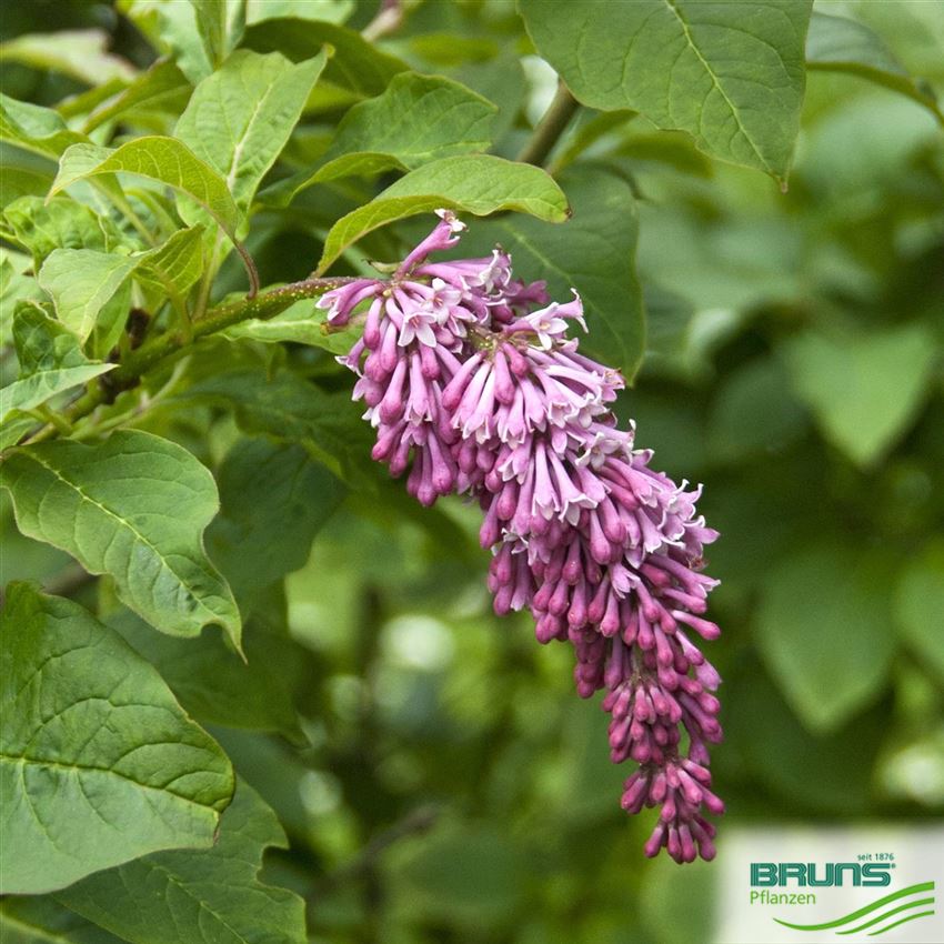 Syringa reflexa von Bruns Pflanzen