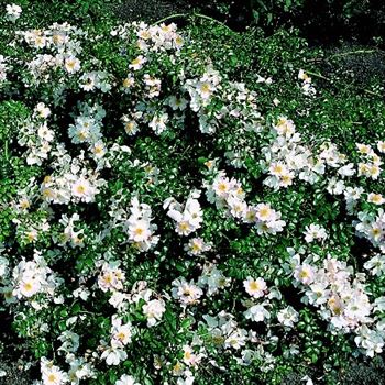 Parkrose 'Immensee' von Bruns Pflanzen