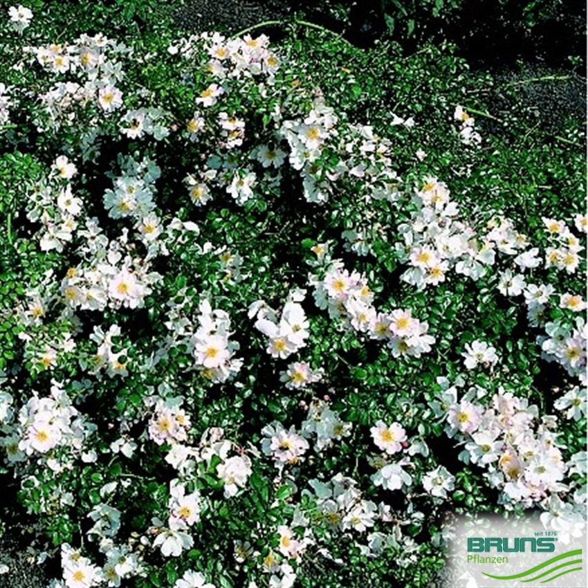 Parkrose 'Immensee' von Bruns Pflanzen