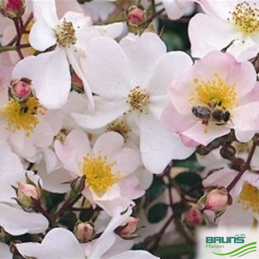 Parkrose 'Immensee' von Bruns Pflanzen