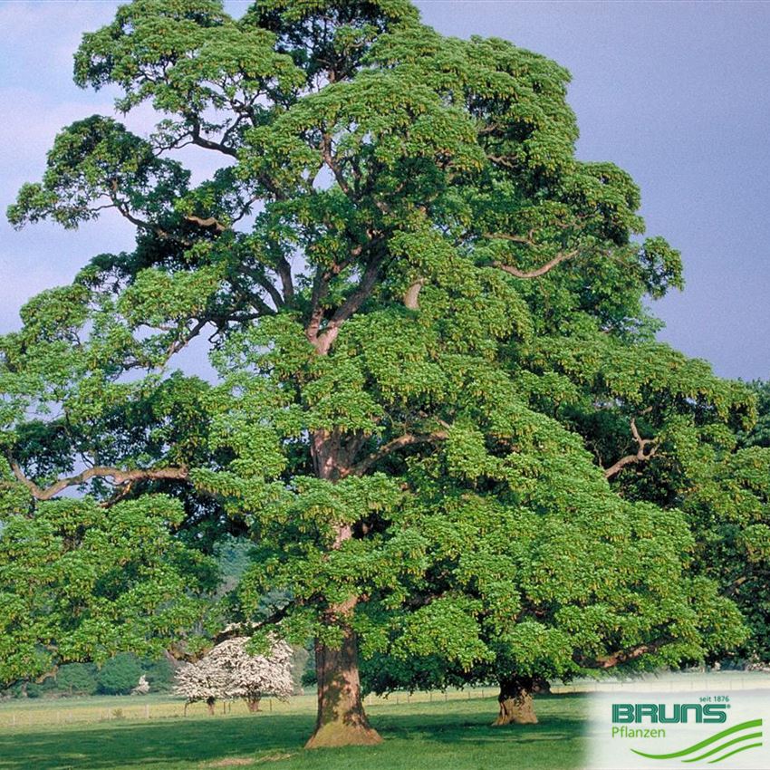 Acer pseudoplatanus von Bruns Pflanzen