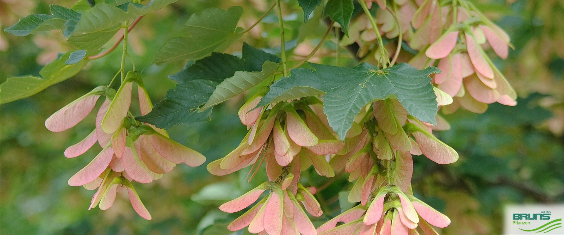 Acer pseudoplatanus von Bruns Pflanzen