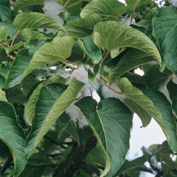 Populus lasiocarpa, Chinese necklace poplar von Bruns Pflanzen