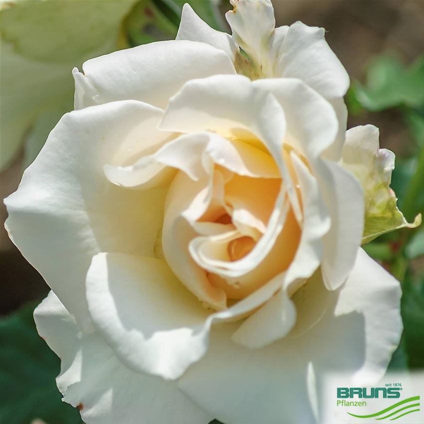 Edelrose 'Elina' (R) von Bruns Pflanzen