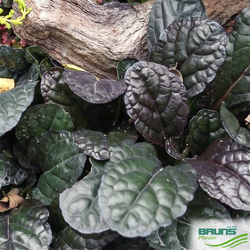Ajuga reptans 'Atropurpurea' von Bruns Pflanzen