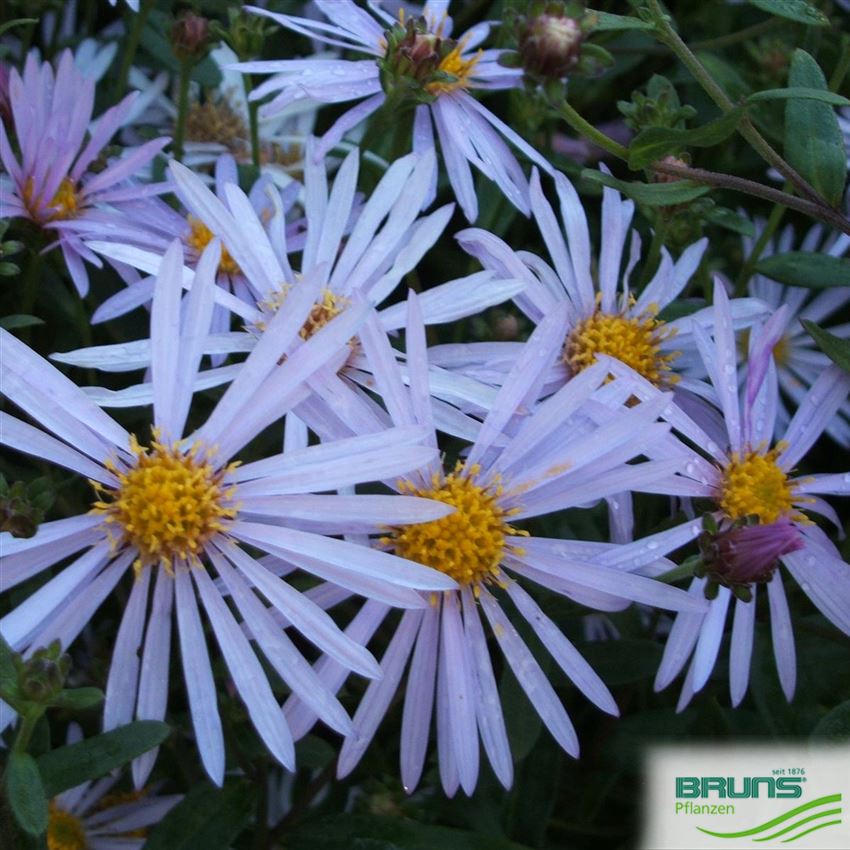 Aster pyrenaeus 'Lutetia', aster de Pyrénées von Bruns Pflanzen