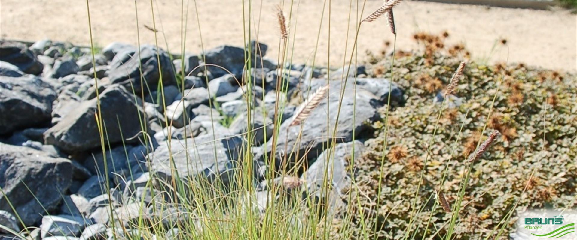Bouteloua gracilis von Bruns Pflanzen
